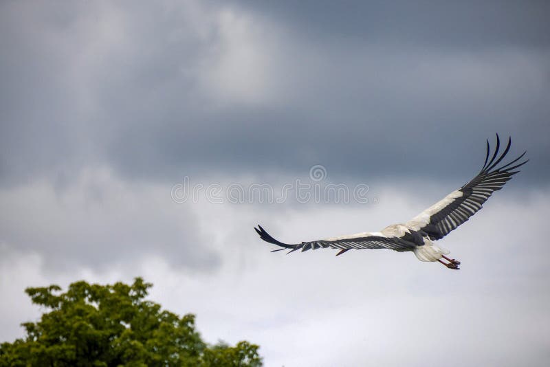 Flying Stork Close Up Portrait Stock Image - Image of wild, head: 391422329