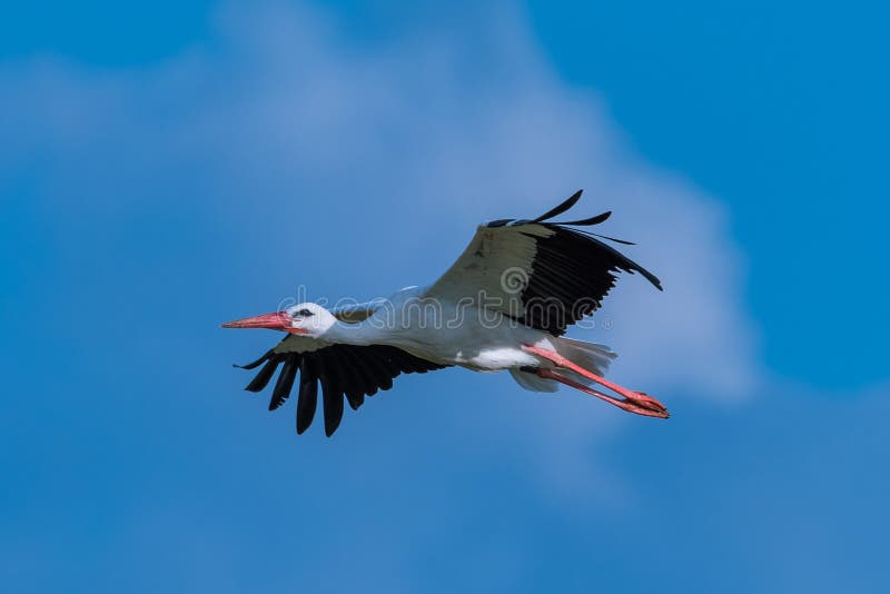 Flying stork stock photo. Image of feather, green, nest - 100134514