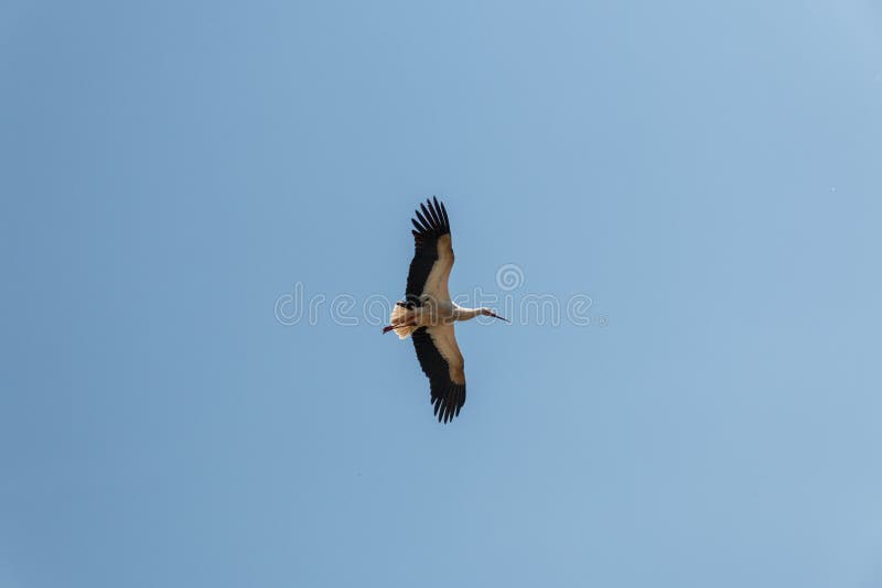 Flying stork stock photo. Image of wing, flight, migratory - 160475142