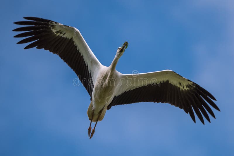 Flying stork stock photo. Image of green, bird, white - 100134536