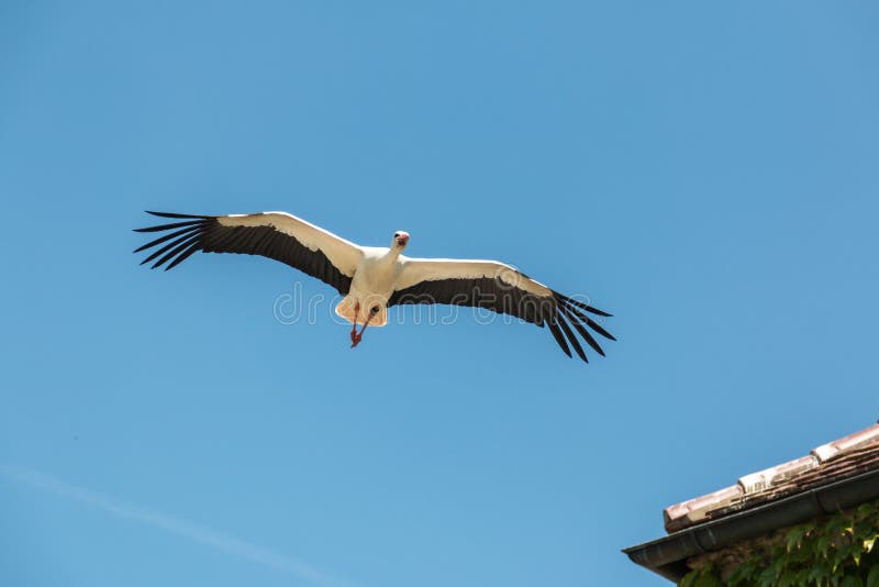 Flying stork stock image. Image of wings, stork, space - 160475303