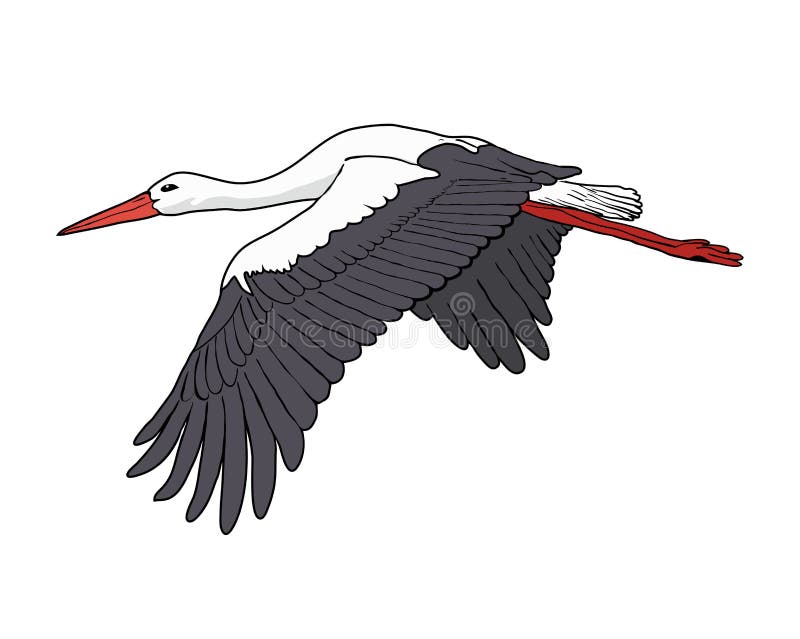 Flying Stork, Vector Illustration Stock Vector - Illustration of beak ...
