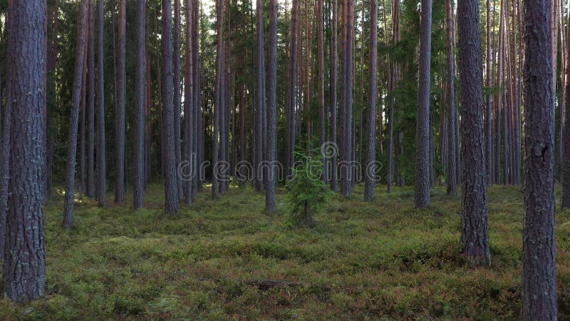 Flying in the Summer Pine Forest between Trees. Stock Video - Video of ...