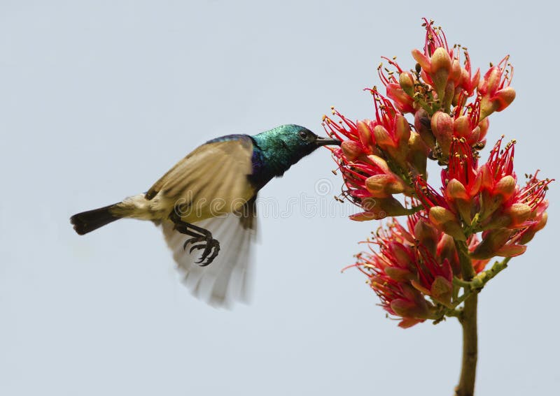 Flying sunbird stock photo. Image of avian, green, africa - 34337118