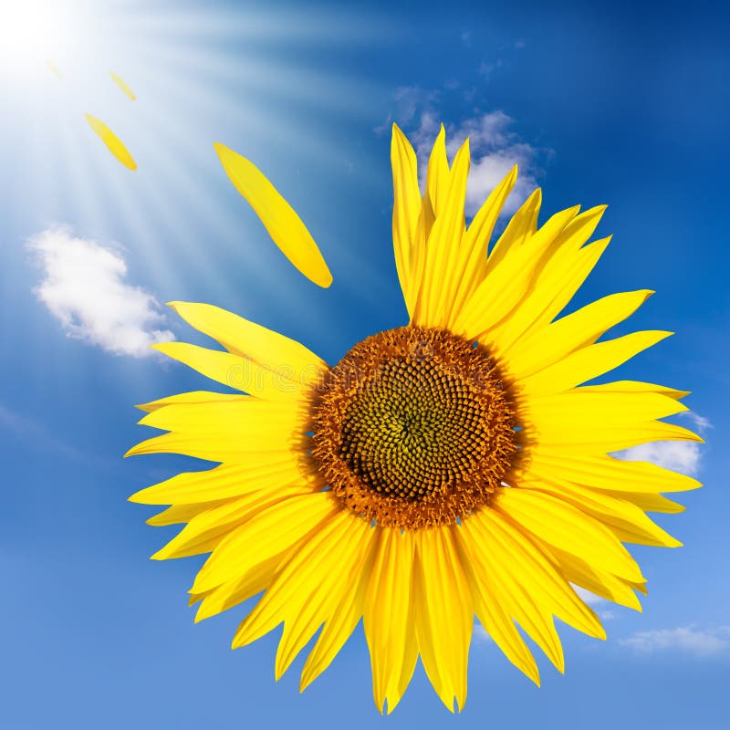 Flying sunflower stock photo. Image of botanic, august - 29619346