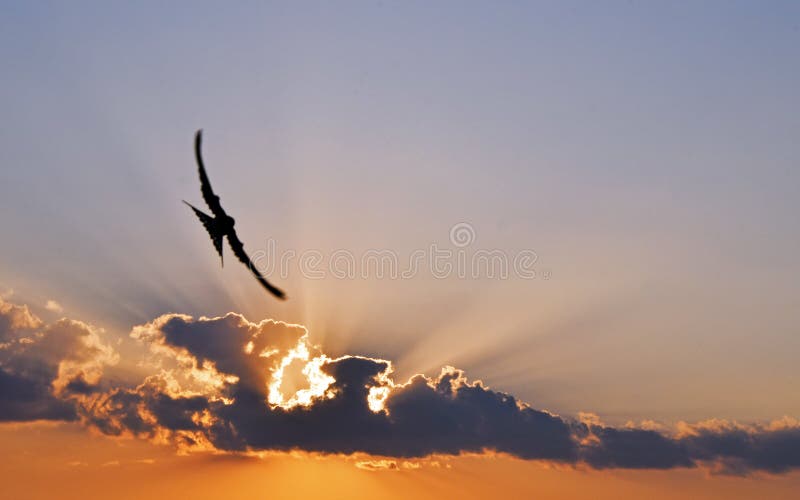 Flying Swallow at Sunset stock image. Image of animal - 183128517