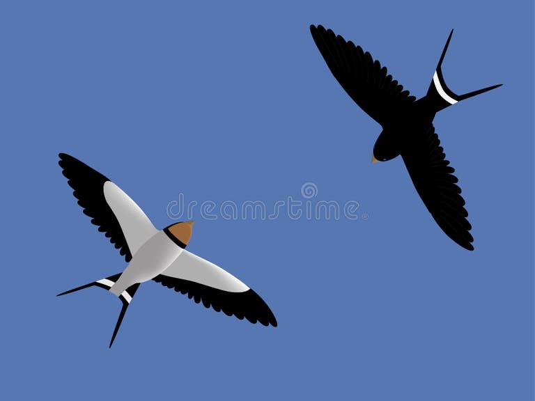 Flying Swallows Stock Illustrations – 1,563 Flying Swallows Stock ...
