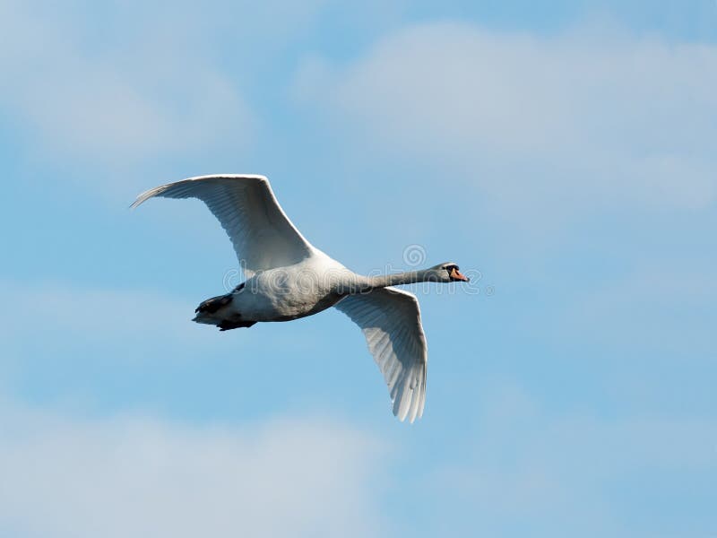 Flying Swan stock image. Image of fauna, swan, nature - 18942385