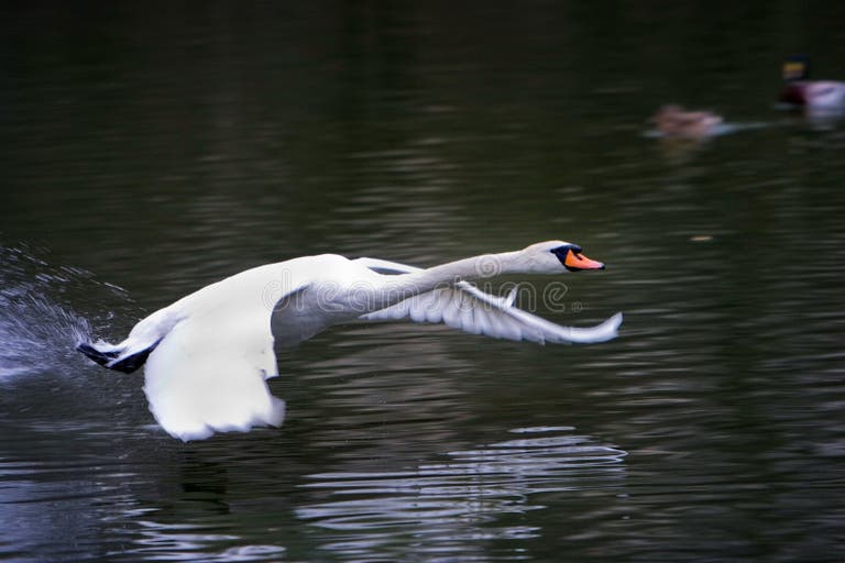 Flying Swan stock photo. Image of spread, flight, fowl - 2142280