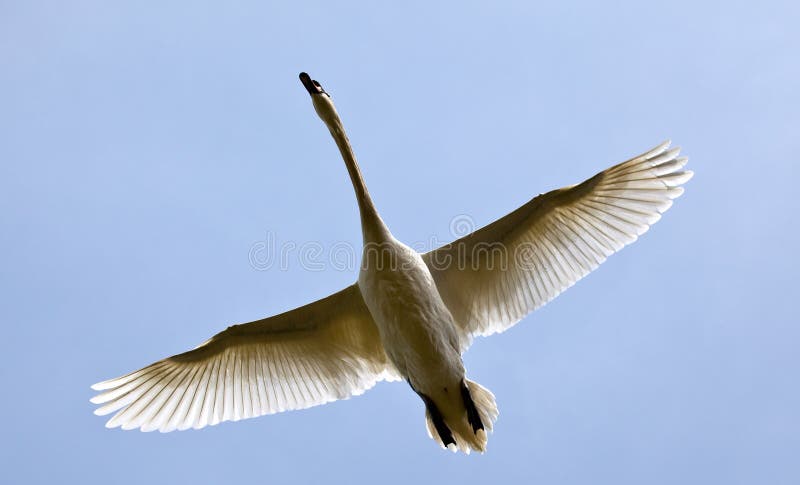 Flying Swan stock image. Image of swan, beak, flying, feathers - 9701899