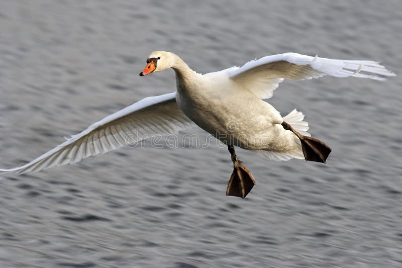 Flying Swan stock photo. Image of spread, flight, fowl - 2142280