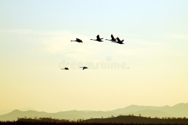 Flying swan stock image. Image of sundown, contour, colourful - 7192515