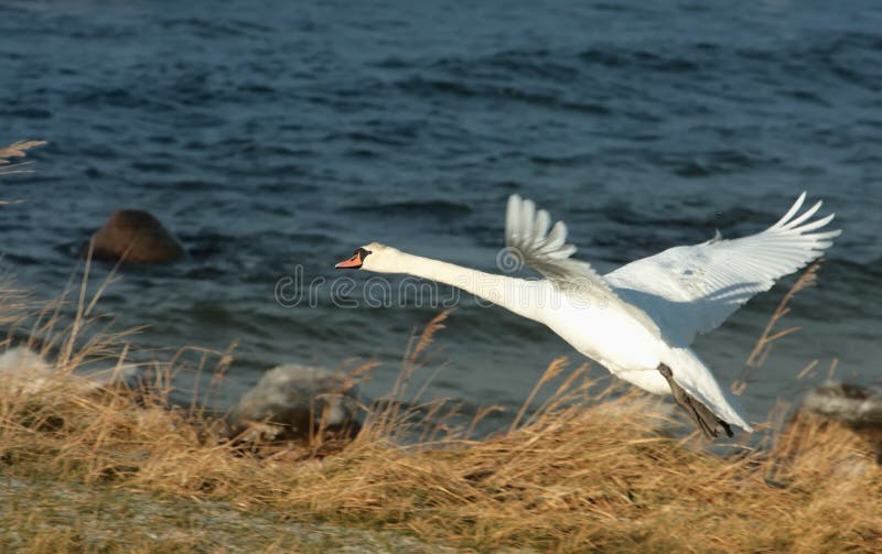 Flying Swan stock photo. Image of species, wild, swan - 7872878