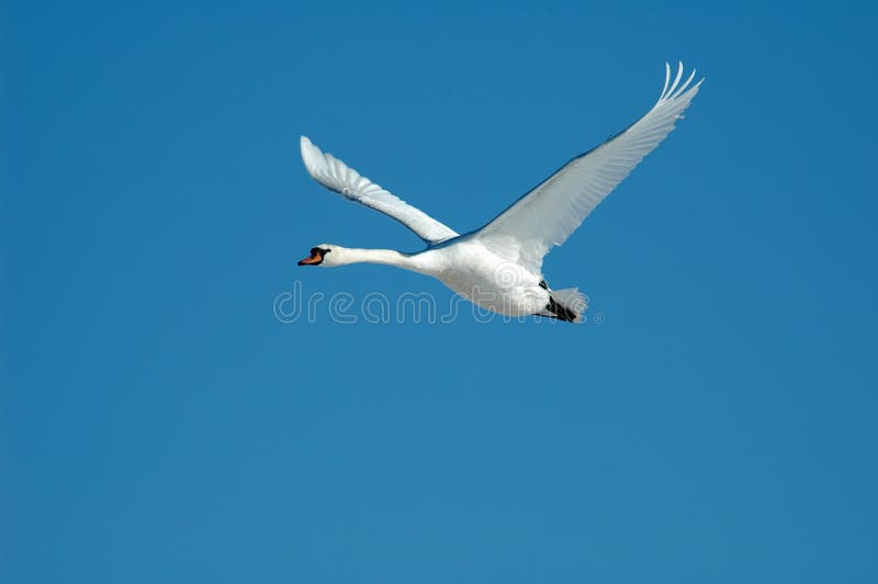 Flying Swan stock photo. Image of spread, flight, fowl - 2142280