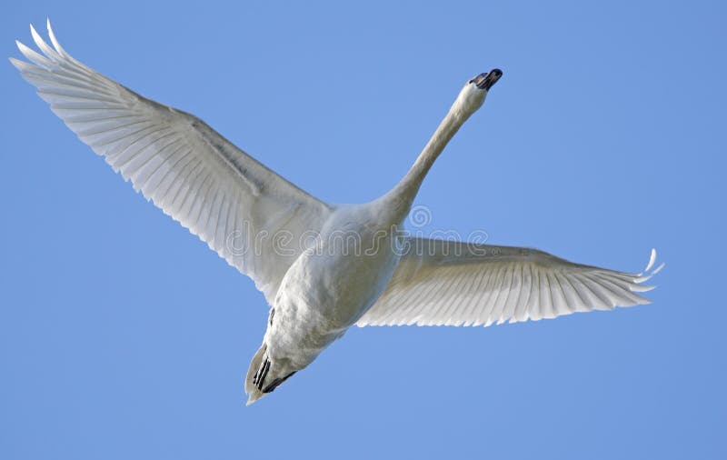 Flying Swan stock image. Image of swan, beak, flying, feathers - 9701899