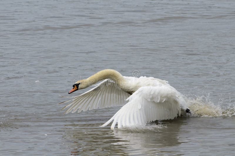 Flying swan stock photo. Image of sunny, waterfowl, adult - 64565322