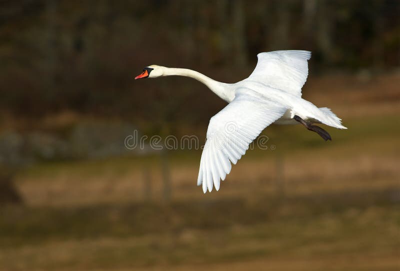 Flying Swan stock photo. Image of spread, flight, fowl - 2142280