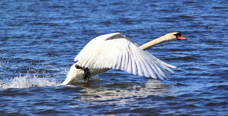 Flying Swan stock image. Image of swan, splash, colors - 41239525