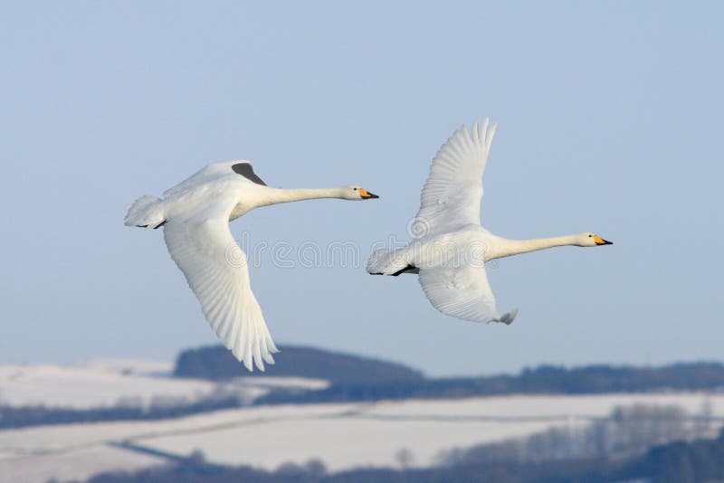 Flying with the Swans stock image. Image of migratory - 13544129