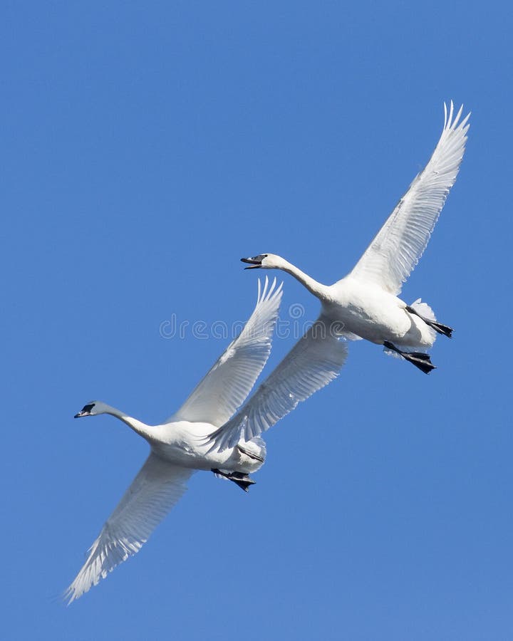 Family of Flying Swans stock photo. Image of bird, protected - 25000066
