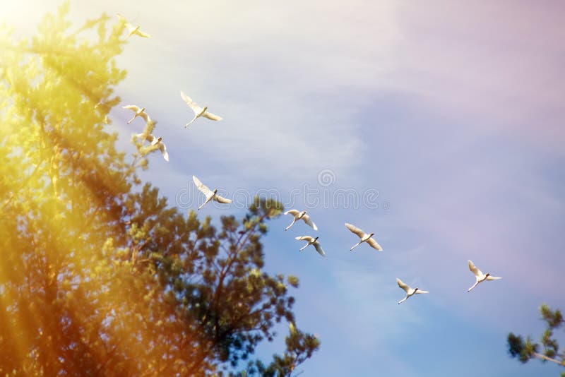 Flying Swans Against Dramatically Sunset Sky Stock Image - Image of ...