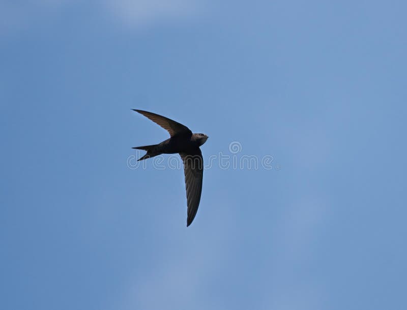 Flying swift stock photo. Image of beak, feathers, fast - 40316458