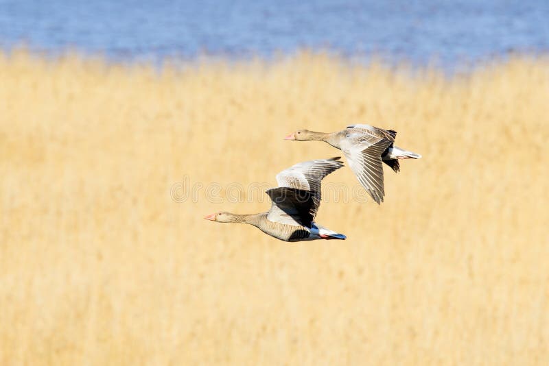A Pair Of Geese Flying Together. Stock Photo - Image of life, pairing ...