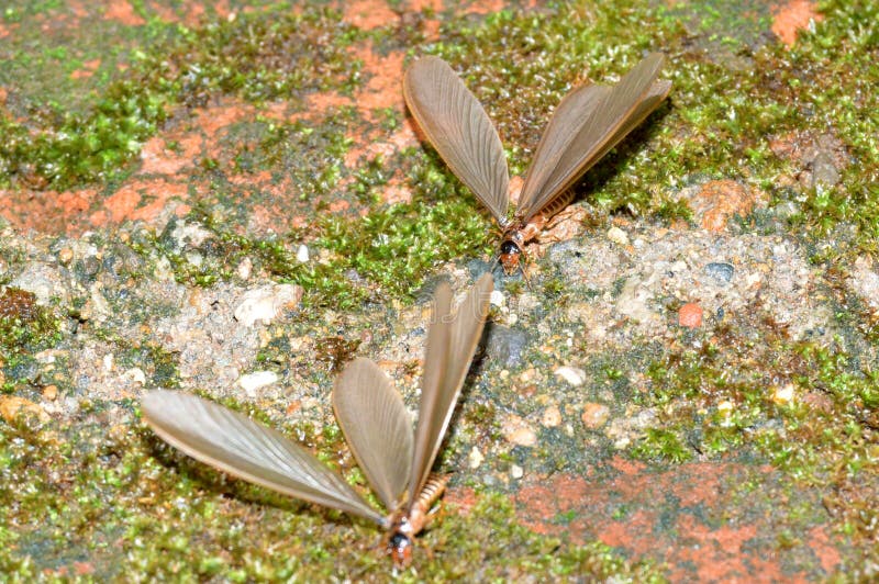 Flying Termite in the Night Stock Photo - Image of drywood, hewan ...