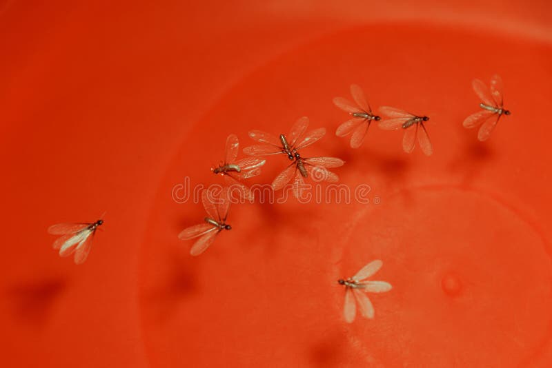 Flying Termites Drown in Water Under Light. Stock Image - Image of ...