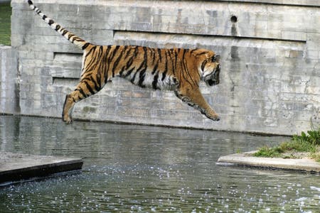 Flying tiger stock image. Image of concrete, action, pouncing - 777233