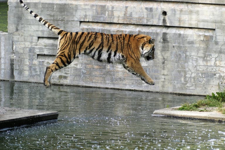 Flying tiger stock image. Image of concrete, action, pouncing - 777233