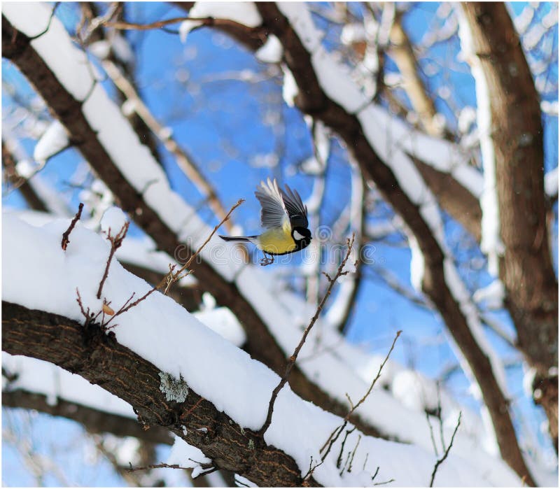 Flying Titmouse on Winter Tree Stock Image - Image of animal, little ...