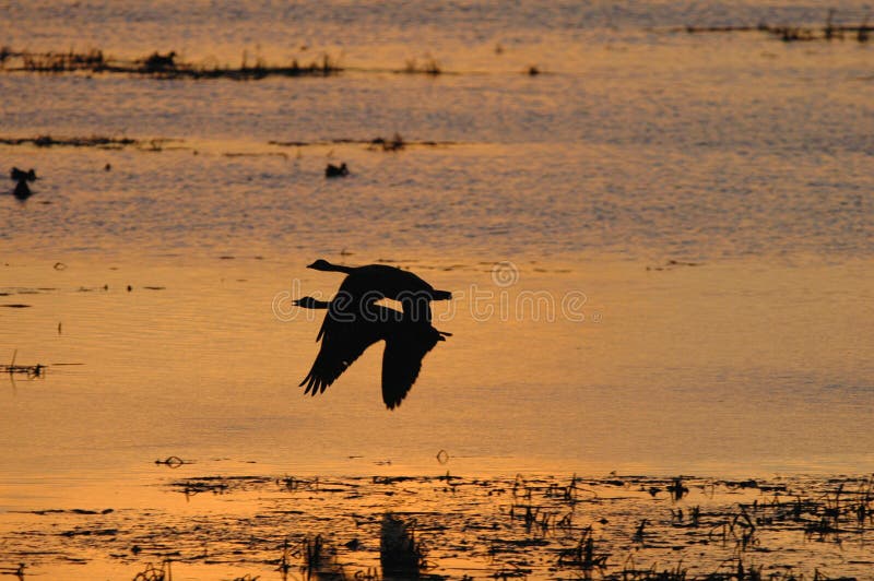 Flying Together stock photo. Image of biology, silouette - 2836796