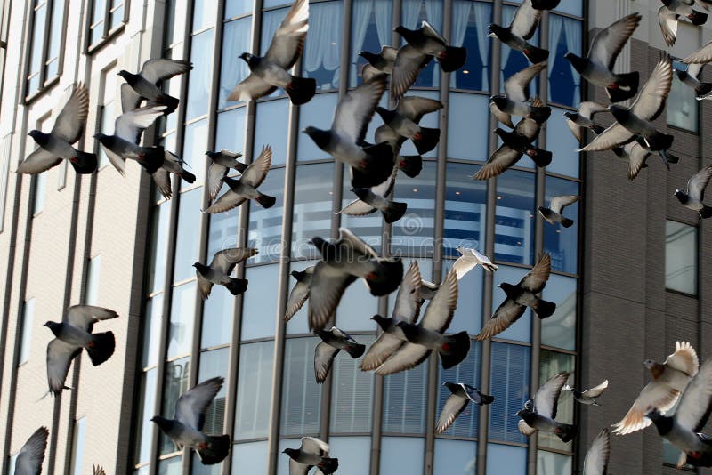 Flying together stock image. Image of winter, white, pigeons - 4123187