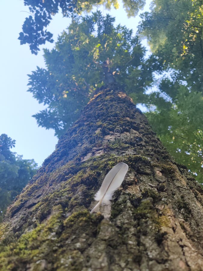 Flying tree, bird feather stock image. Image of cliff - 258478111