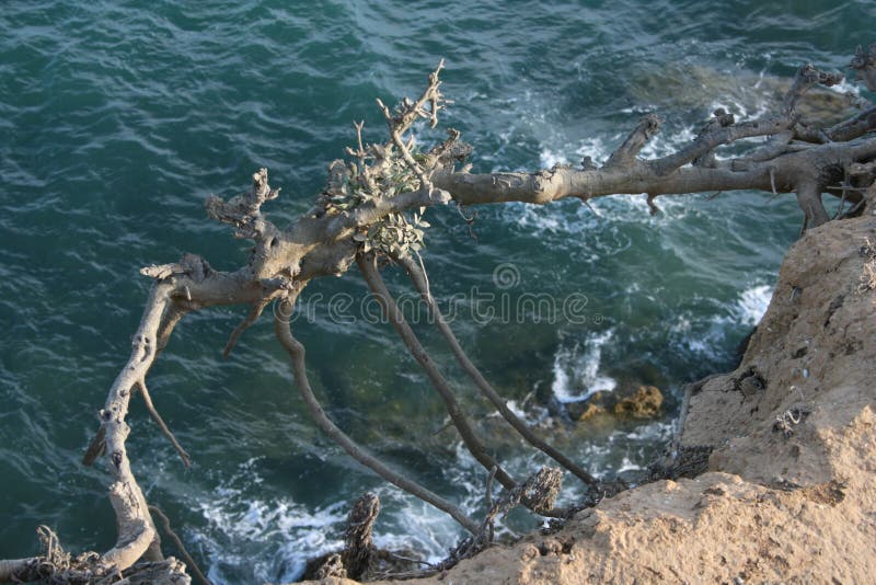 Flying tree over the ocean stock image. Image of tranquility - 143575961