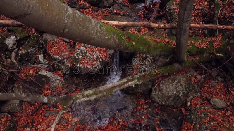 Flying through the Trees in the Autumn Forest Stock Footage - Video of ...