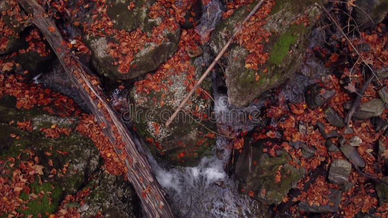 Flying through the Trees in the Autumn Forest, Over a Flowing Clean ...