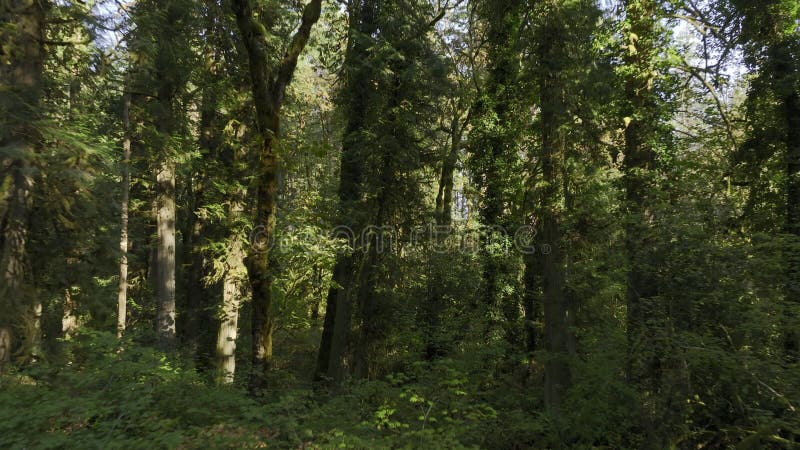 Flying through the Trees in a Deep Forest with Sun Shining an Aerial ...