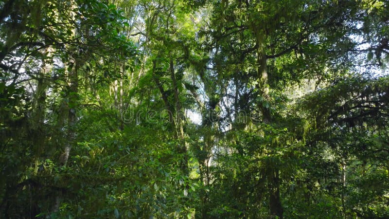 Flying through between Trees in a Dense Forest Stock Video - Video of ...