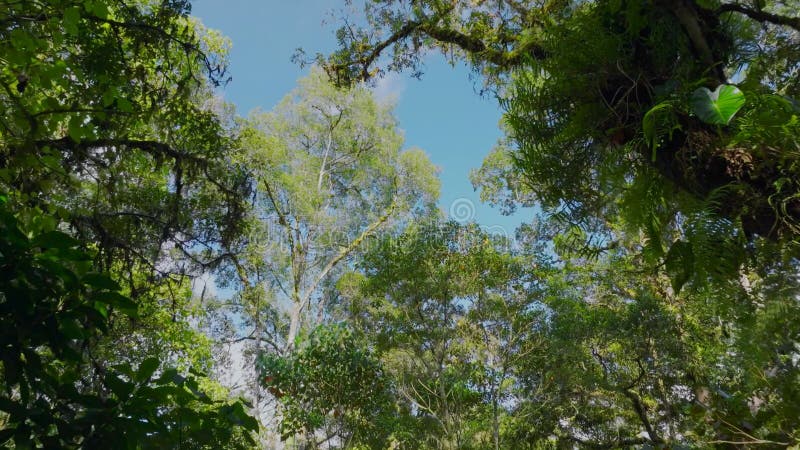 Flying through between Trees in a Dense Forest Stock Video - Video of ...