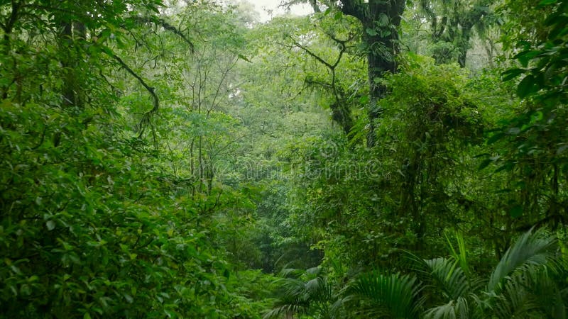 Flying through between Trees in a Dense Forest Stock Video - Video of ...