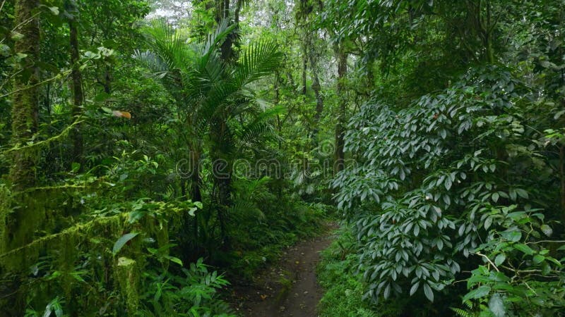 Flying through between Trees in a Dense Forest Stock Video - Video of ...