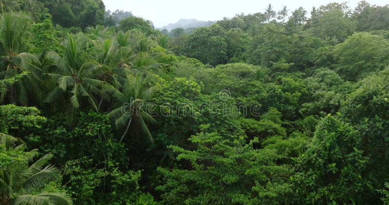 Flying through between Trees in a Dense Forest Stock Video - Video of ...