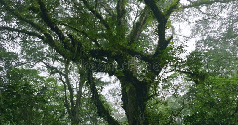 Flying through between Trees in a Dense Forest Stock Video - Video of ...