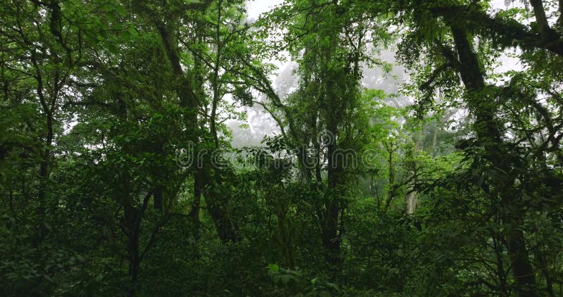 Flying through between Trees in a Dense Forest Stock Footage - Video of ...