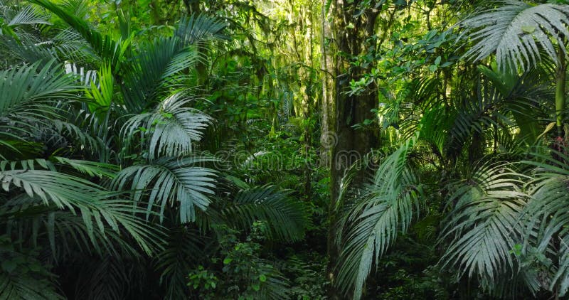 Flying through between Trees in a Dense Forest Stock Video - Video of ...