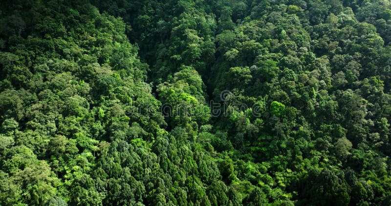Flying through between Trees in a Dense Forest Stock Video - Video of ...