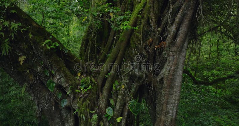 Flying through between Trees in a Dense Forest Stock Video - Video of ...