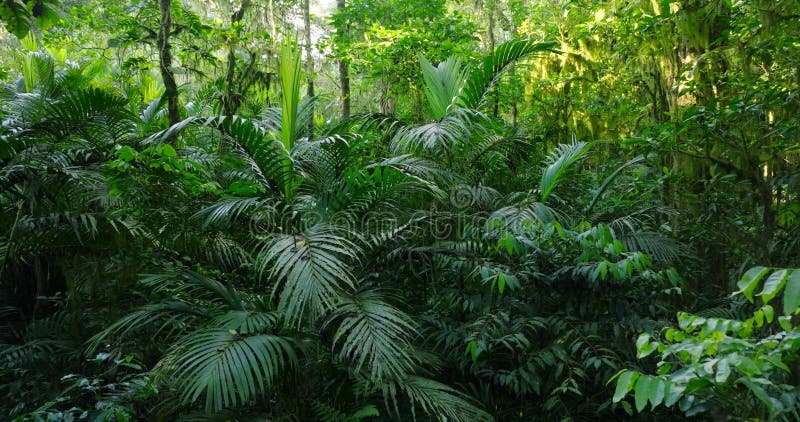 Flying through between Trees in a Dense Forest Stock Footage - Video of ...